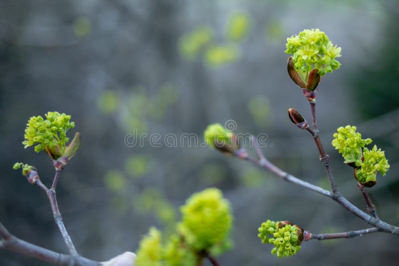 Exploding Bud in time. stock image. Image of beautiful - 206556725