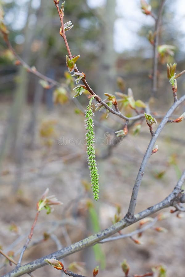 Exploding Bud in Time. Time of Spring. First Spring Buds on a Branch ...