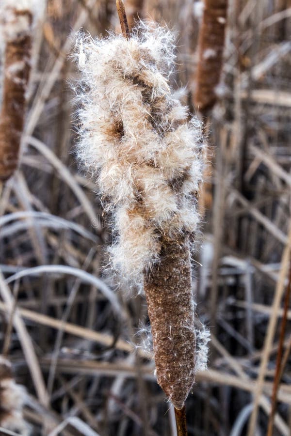 Exploding Cattail in a Marsh Stock Photo - Image of minnesota, flower ...
