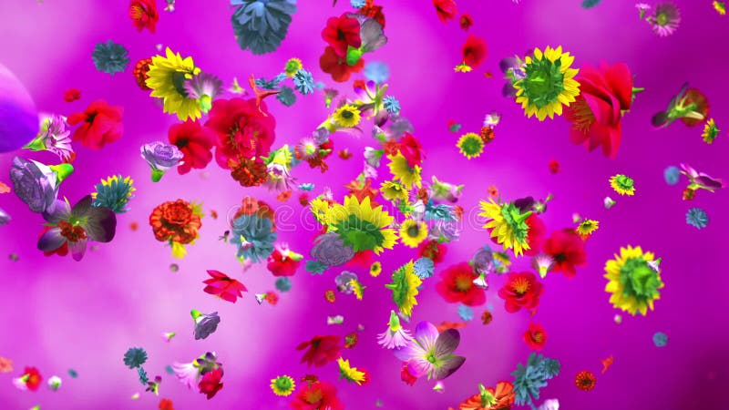 Colorful Flower Explosion Stock Footage & Videos - 1,011 Stock Videos
