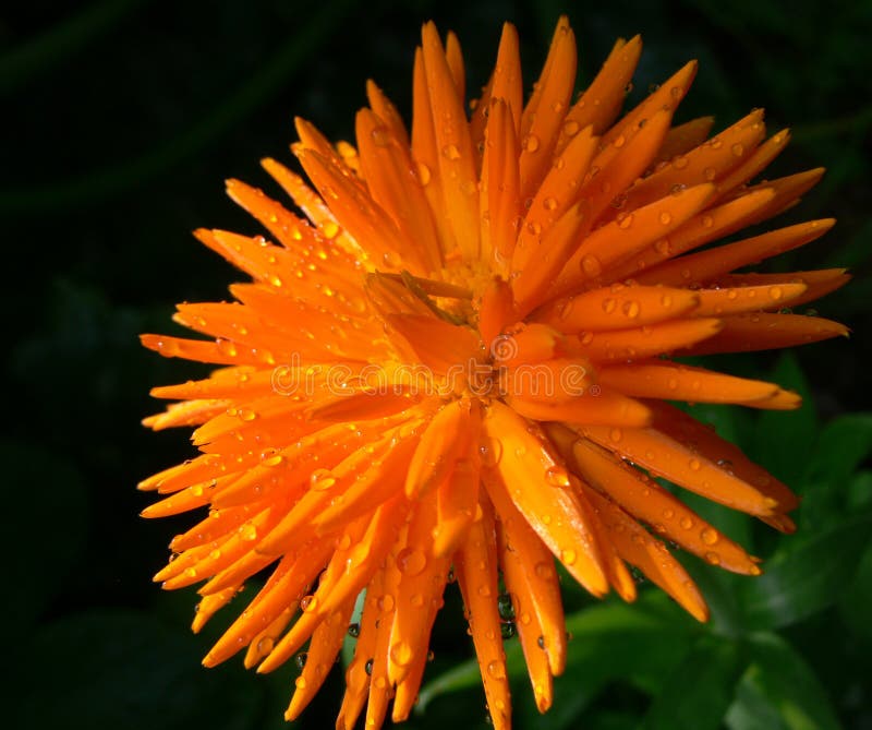 Exploding flower stock photo. Image of explosion, water - 51596198