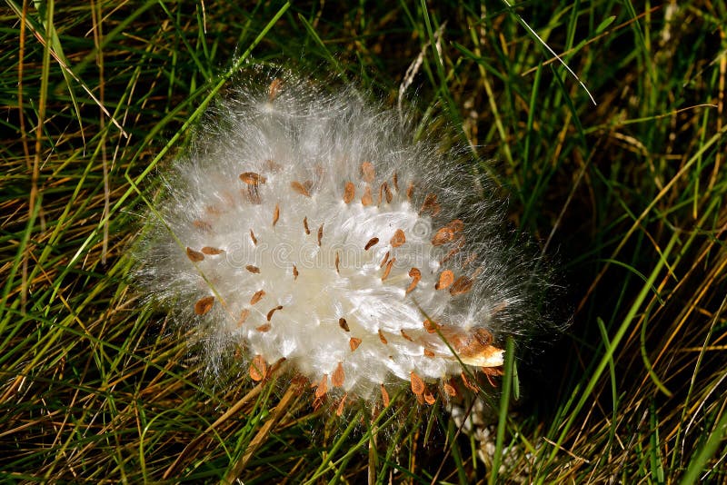 Milkweed seedpod exploding stock image. Image of seeds - 137970185
