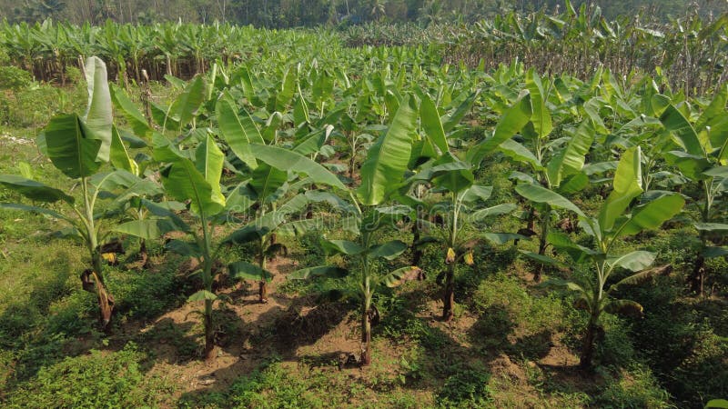 Exploitation Agricole Plantule En Kerala De Thiruvananthapuram Photo ...