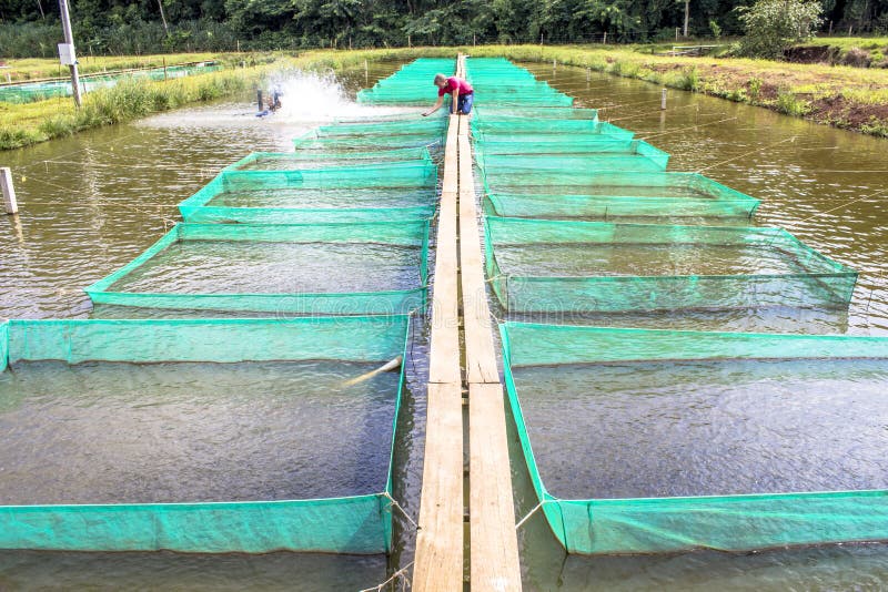 Exploitation De Pisciculture Photo stock éditorial - Image du brésil ...