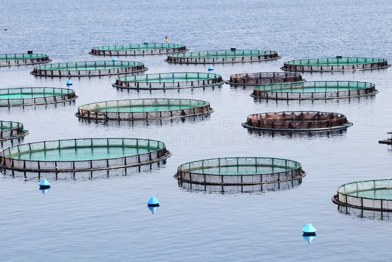 Exploitation De Pisciculture Avec Des Cages Flottant En Mer Grecque ...