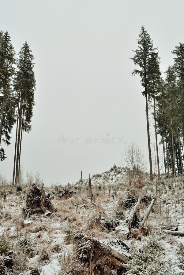 Exploitation of forests stock photo. Image of firewood - 86573190