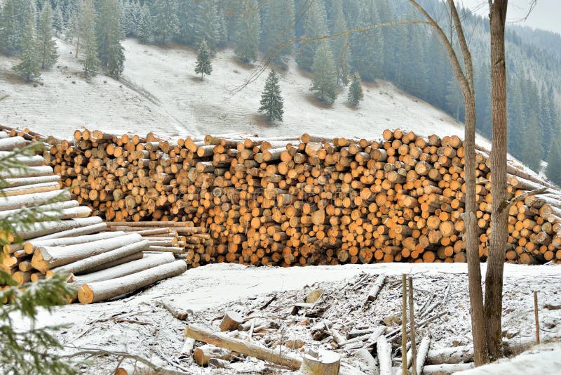 Exploitation of forests stock image. Image of isolated - 86573383