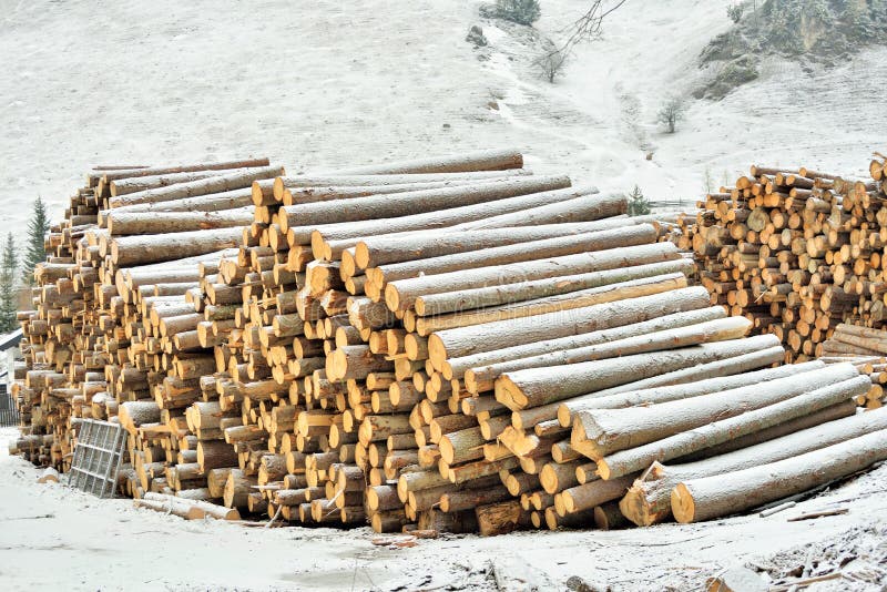 Exploitation of forests stock image. Image of business - 86573165