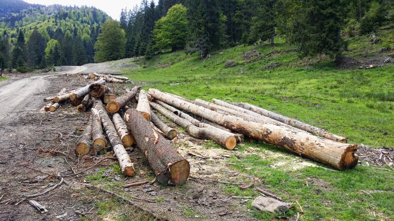 Exploitation of forests stock image. Image of climate - 86573445
