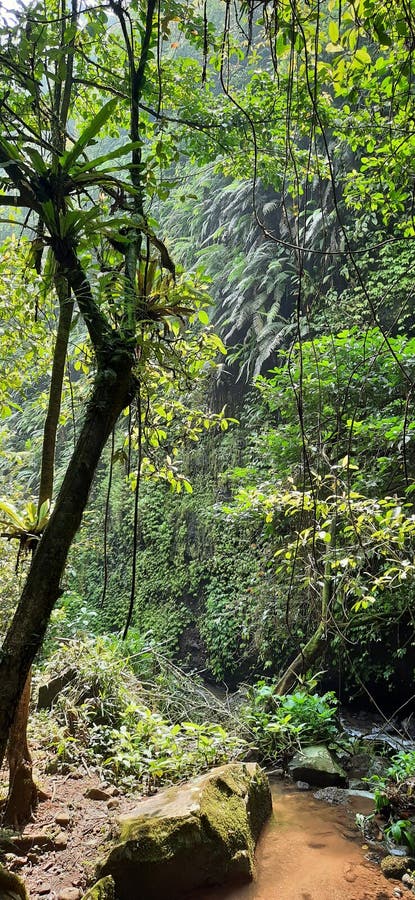 Explorar El Sendero Lateral Del Valle En El Oeste De Java Imagen de ...