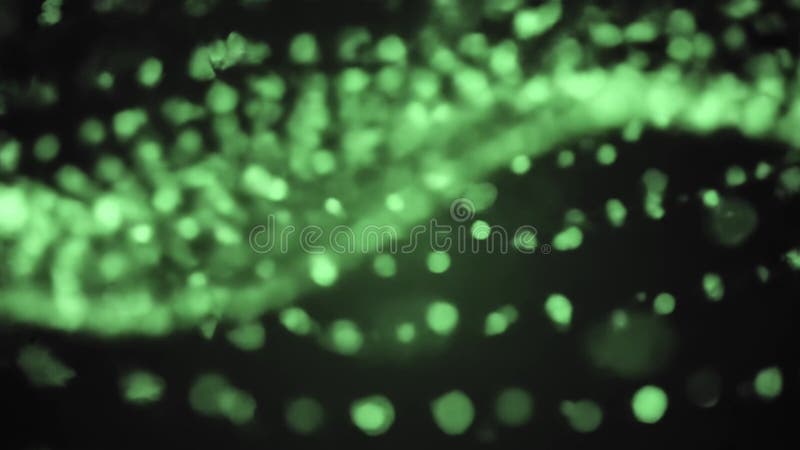 Exploration of Glowing Green Patterns in the Dark at a Science Exhibit ...