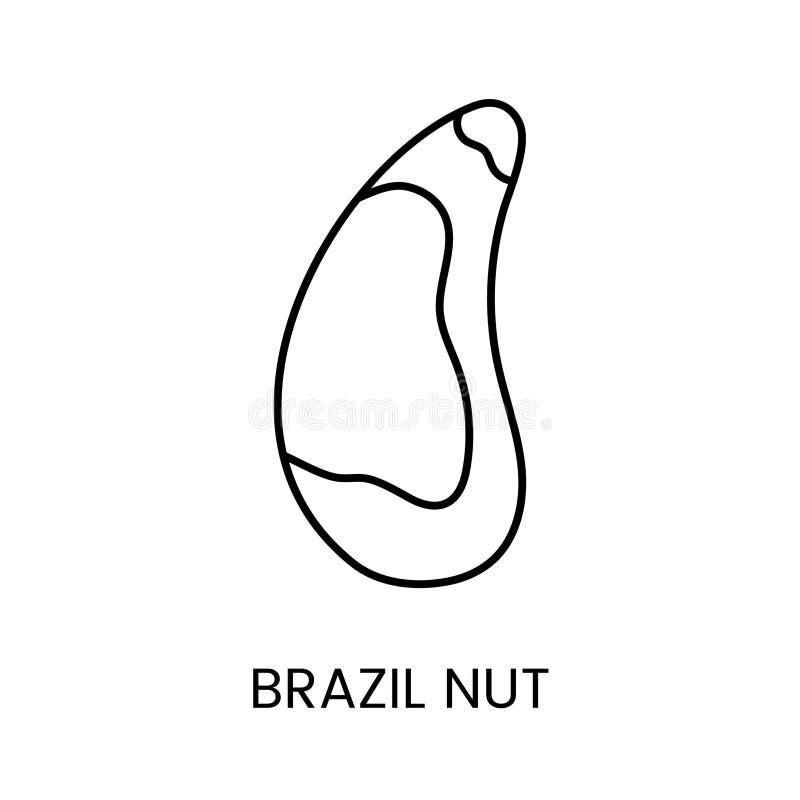 Explore the Allure of Brazil Nut, a Captivating Line Vector Icon ...