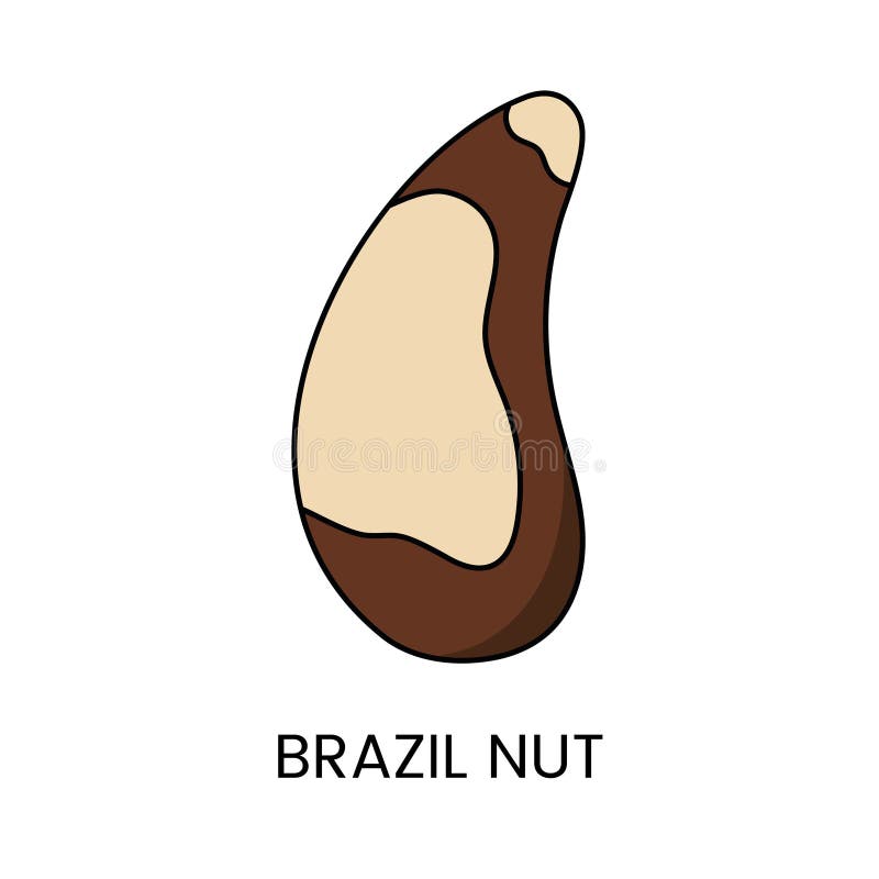 Explore the Allure of Brazil Nut, a Captivating Vector Illustration ...