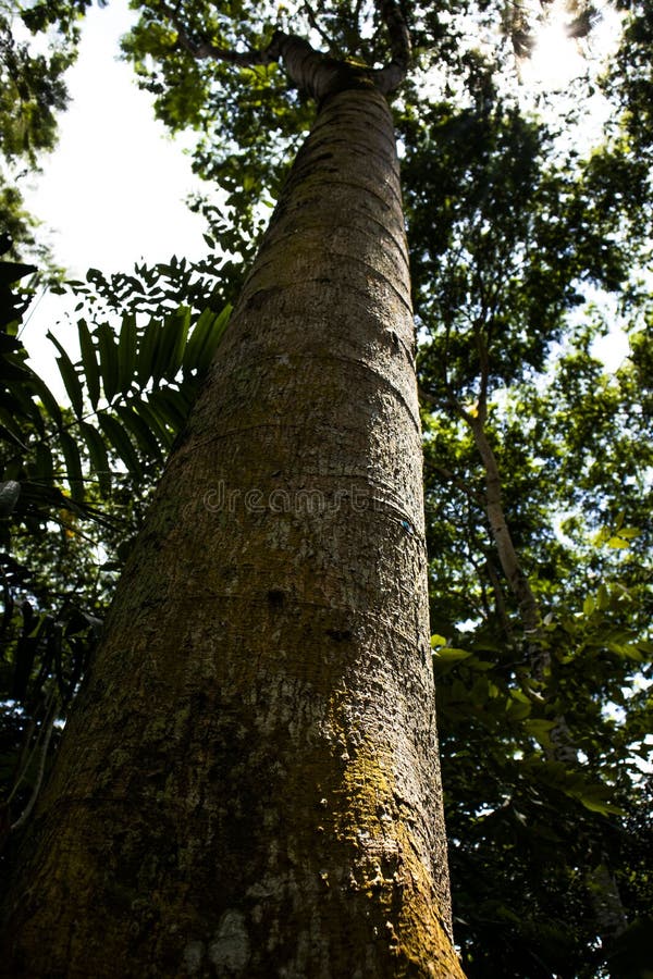 Explore the Amazing Landscape Inside the Forest Stock Photo - Image of ...