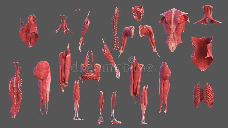 Detailed Human Muscle Anatomical Study Model Set Stock Photo - Image of ...