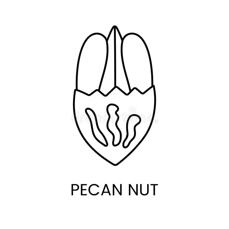 Explore the Delicacy of Pecan, a Captivating Line Vector Icon ...