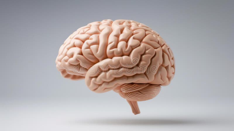 Explore a Detailed and Medically Accurate View of the Human Brain ...