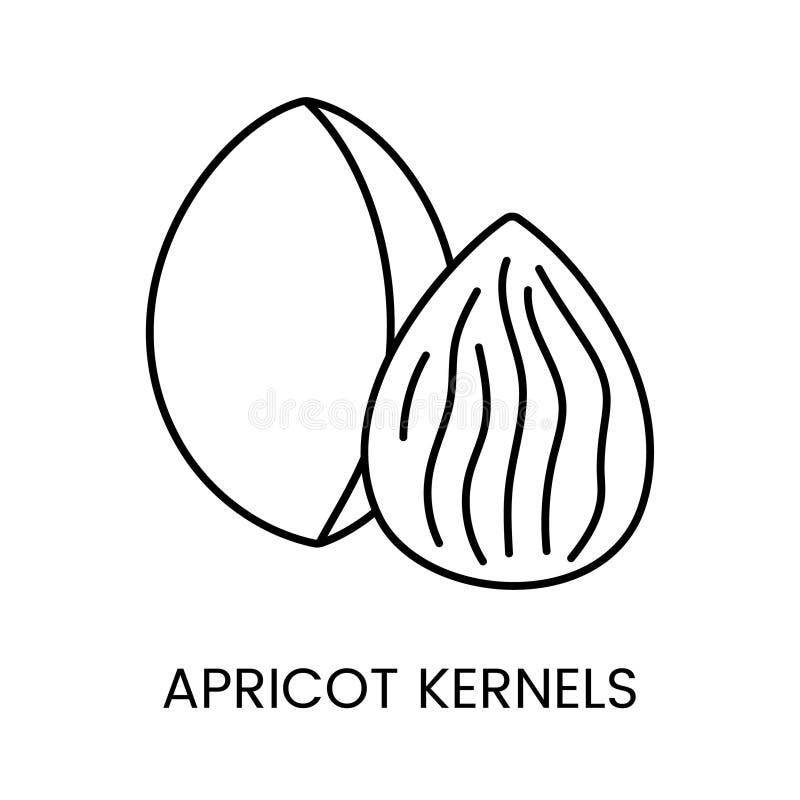 Apricot Kernels Stock Illustrations – 141 Apricot Kernels Stock ...