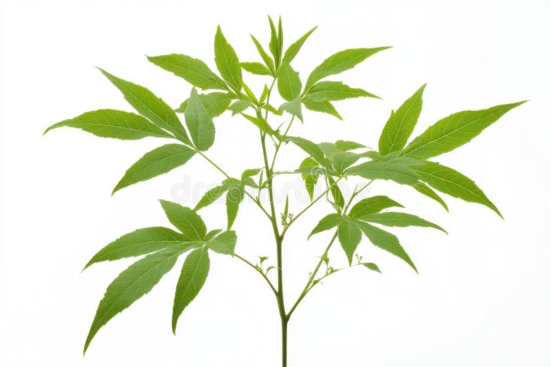 Explore Fresh Green Leaves, a Delicate Plant with Simplicity Theme ...