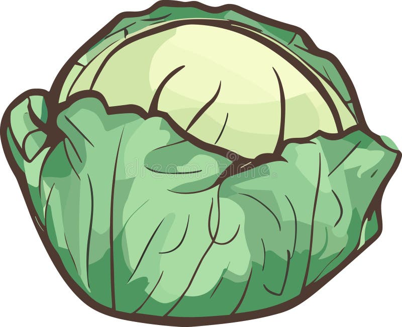 Crunchy Cabbage: Hand-Drawn Cartoon Illustration Stock Photo ...
