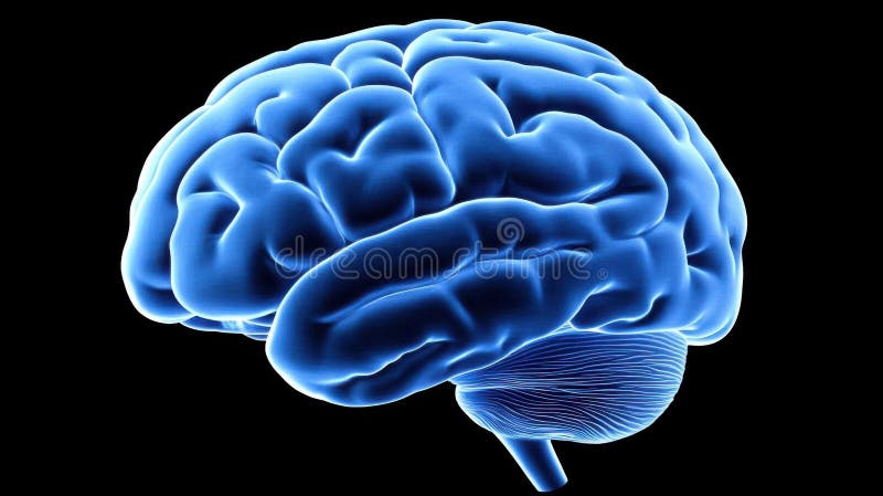 Explore Human Brain Anatomy, Study of Mind, Consciousness and Cognition ...