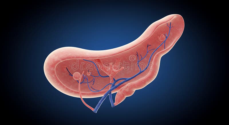 Pancreas Anatomy: Detailed 3D Render with Vascular System Stock ...