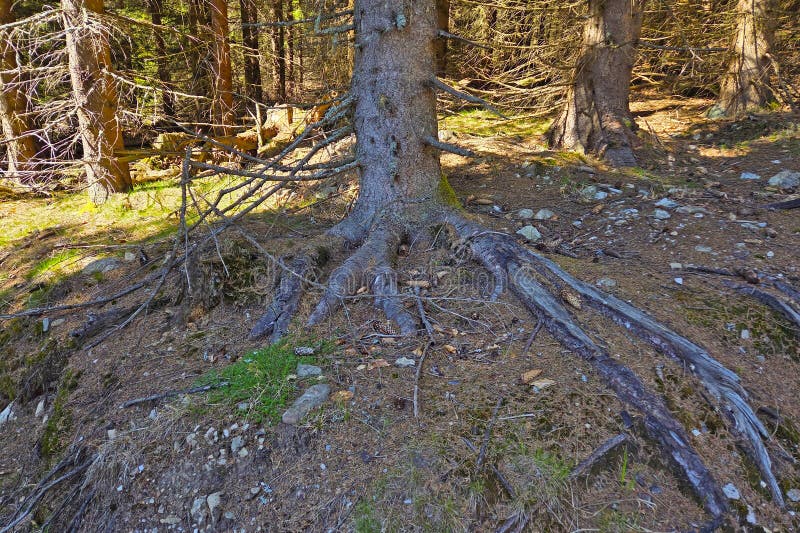 Majestic Tree Roots in a Serene Forest Setting for Nature-Themed ...
