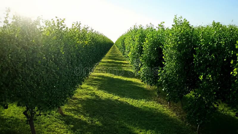 Explore Lush Green Orchards with Rows of Vibrant Trees Under the Bright ...