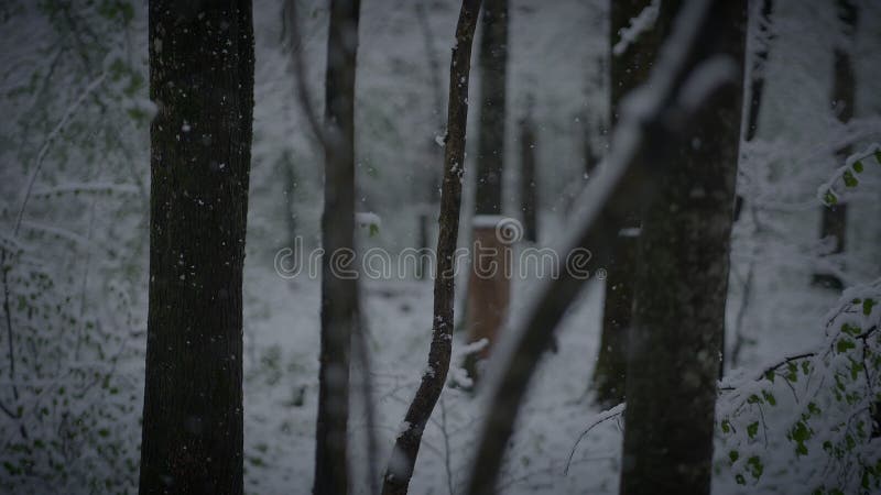 Explore the Mysterious SnowFilled Forest Captured during Winters Beauty ...