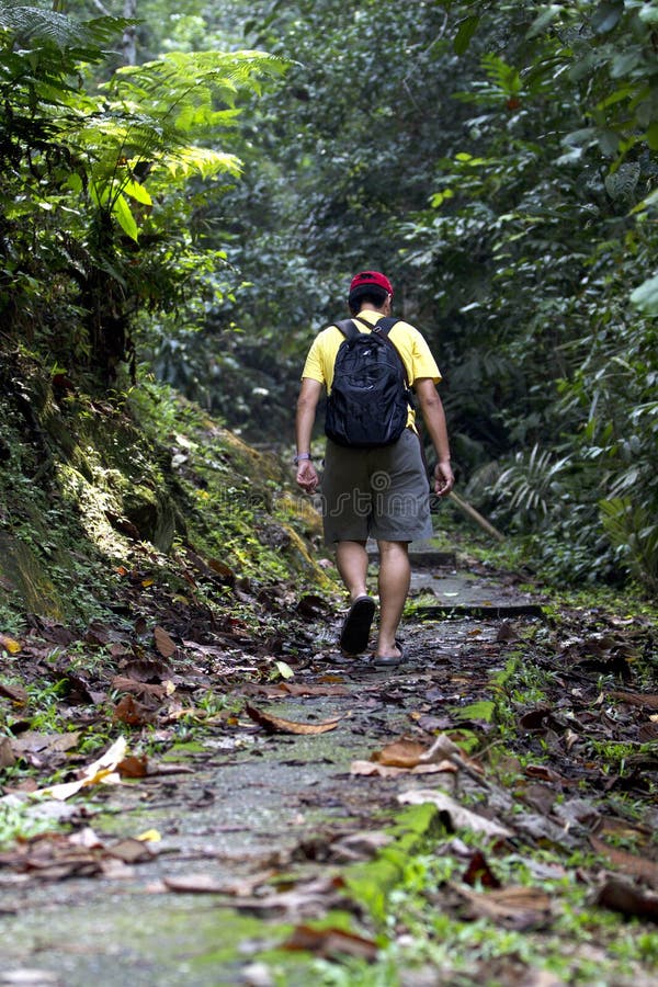Explore rainforest stock image. Image of exploration - 30662037