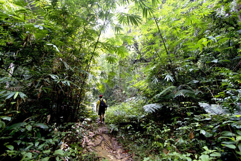 Explore rainforest stock image. Image of jungle, backpack - 30662085