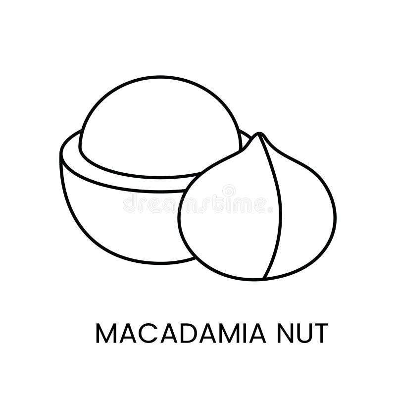 Explore the Richness of Macadamia Nut, a Captivating Line Vector Icon ...