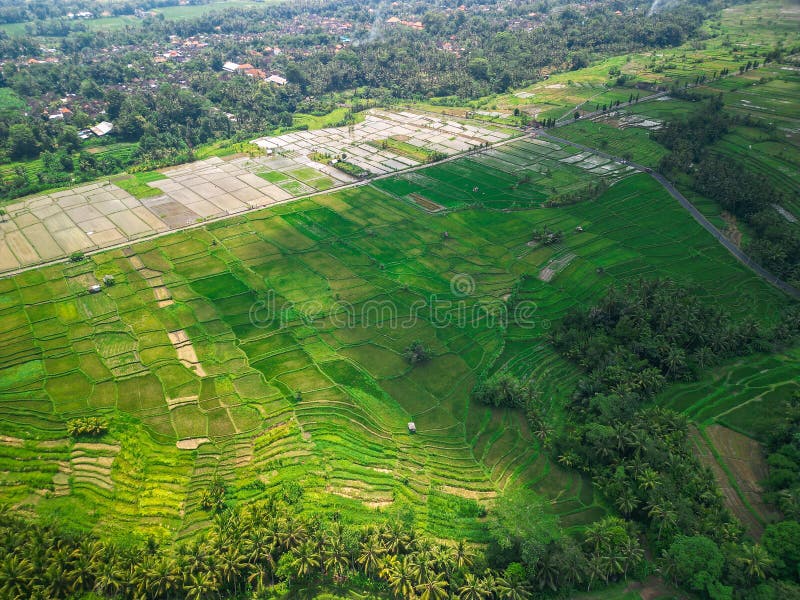 Explore the Scenic Rice Fields of Bali with Lush Greenery and ...