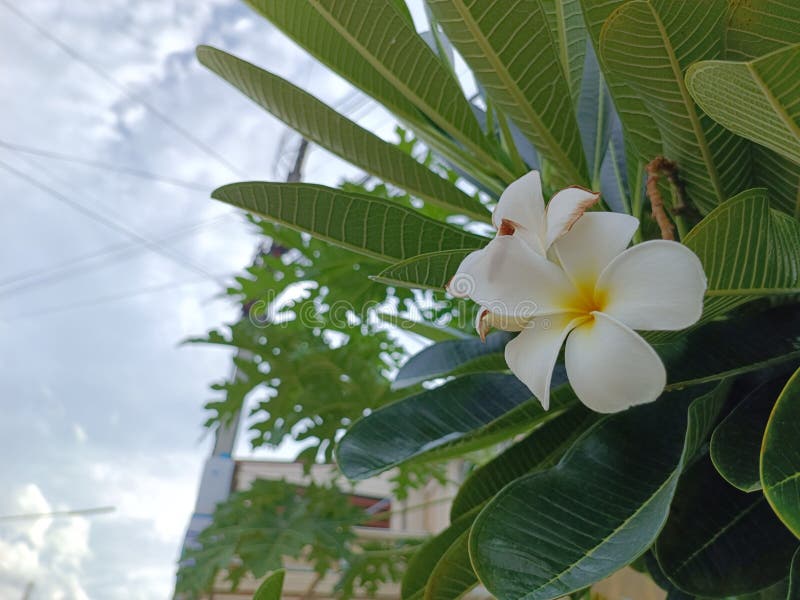 Solitary White Flower in an Upward Skyward Perspective Stock Photo ...