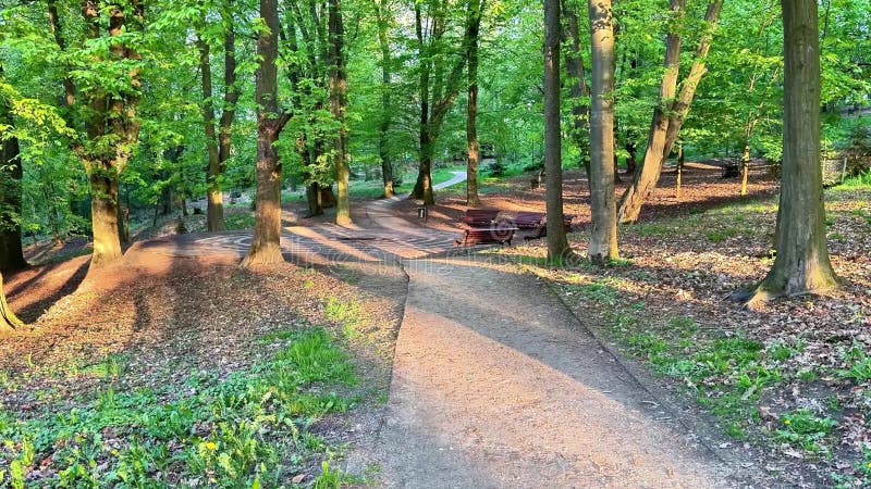 Explore a Tranquil Forest Path with Sunlight and Soothing Sounds Stock ...