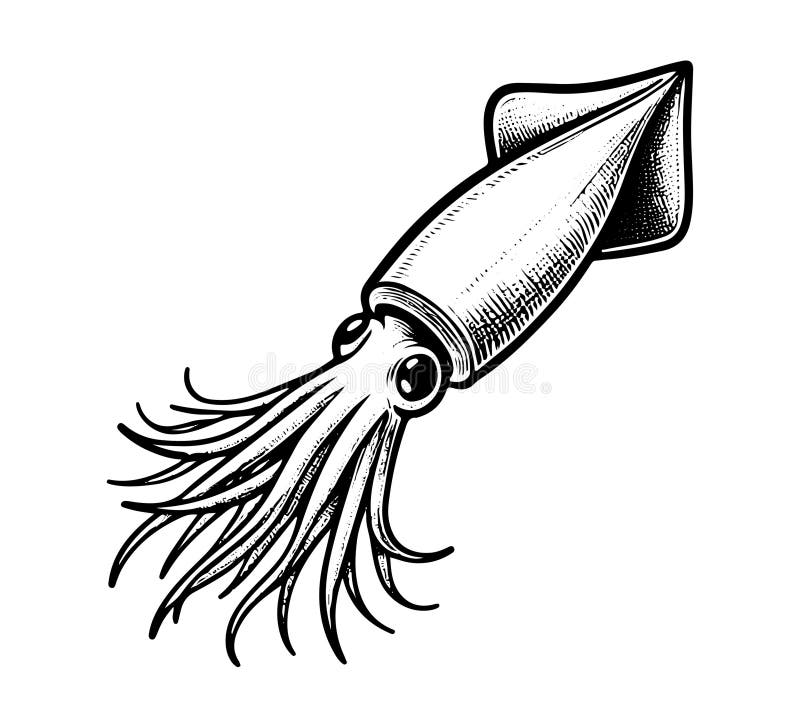 Squid Hand Drawn Sketch Vector Illustration Vintage Graphic Stock ...
