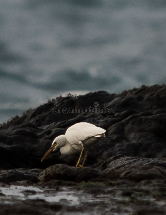 Explorer South Coast of Java in Indonesia Stock Photo - Image of bird ...