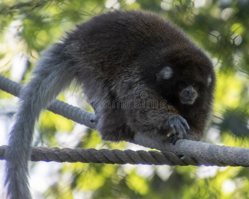 Exploring the Agile Movement of a Monkey Climbing on Ropes in a Lush ...