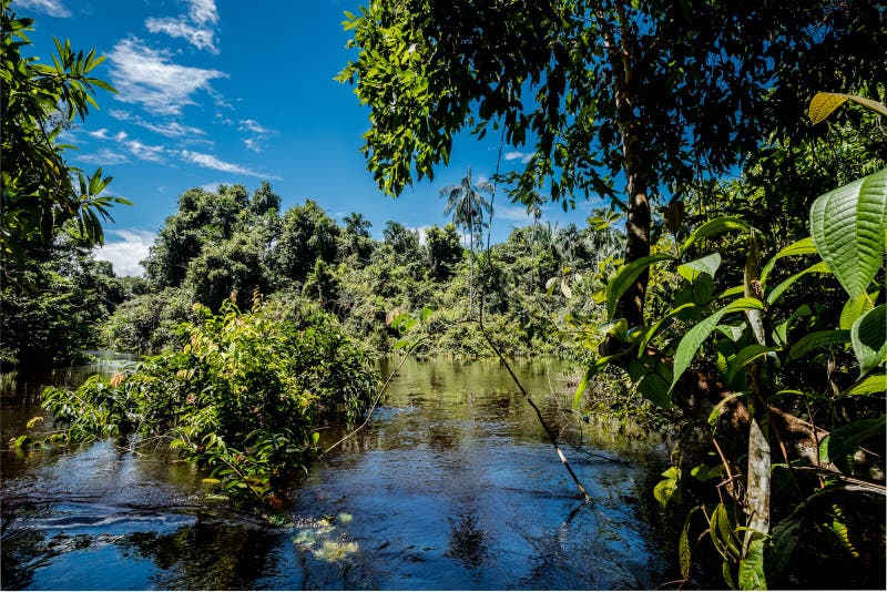 Deep in the Amazon Jungle stock image. Image of water - 97170849