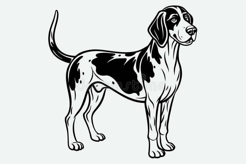 Exploring the American Coonhound: a Guide To this Iconic Breed Stock ... Exploring the American Coonhound: a Guide To this Iconic Breed Stock ...