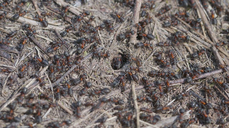 Exploring Ant Colony Activity and Its Impact on Soil Ecosystems and ...