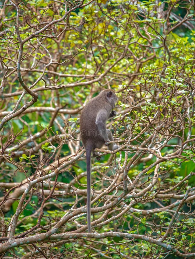 Exploring Bali S Monkey Forest at Midday with Playful Monkeys in the ...