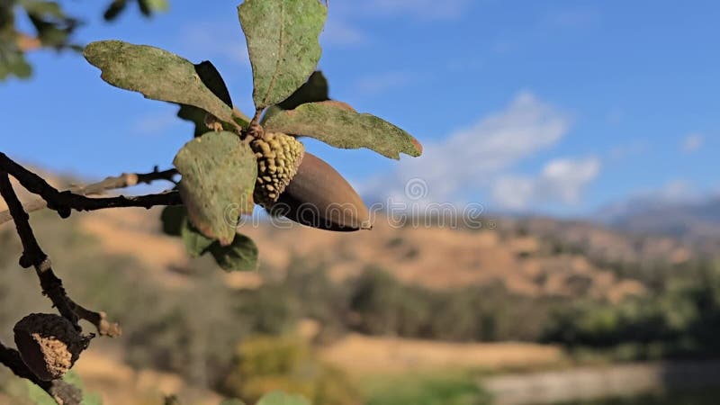 Exploring the Beauty of Acorn Growth Against a Scenic Hillside Backdrop ...