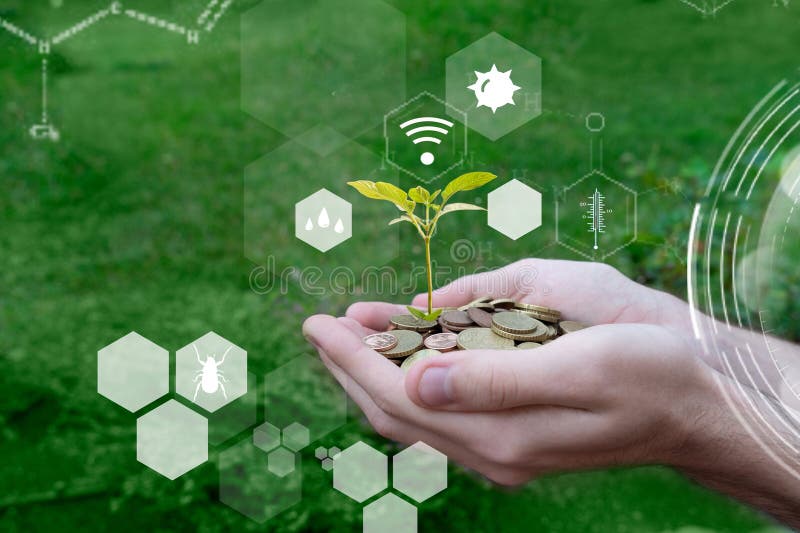 Exploring the Beauty of Nature Displayed in a Wheat Field with a ...