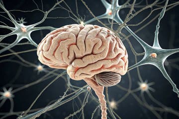 Exploring the Brain: the Intersection of Neuroscience and Artificial ...