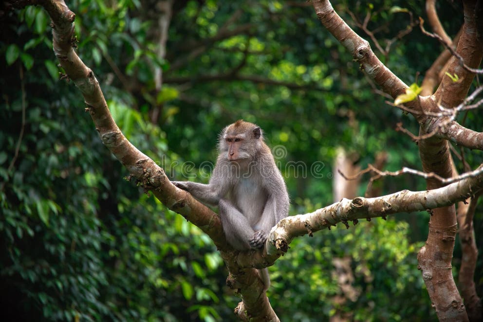 Exploring the Dense Greenery of Bali S Monkey Forest with a Monkey ...