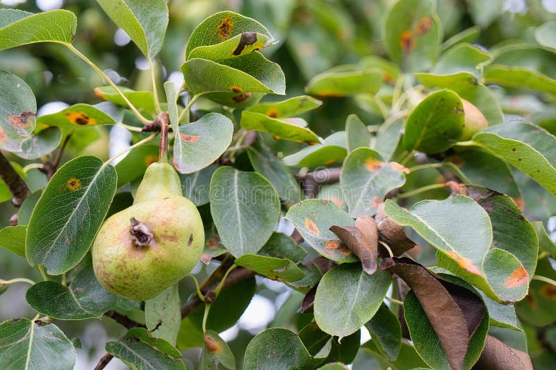 Exploring Diseases Affecting Pear Trees and Their Impact on Fruit ...