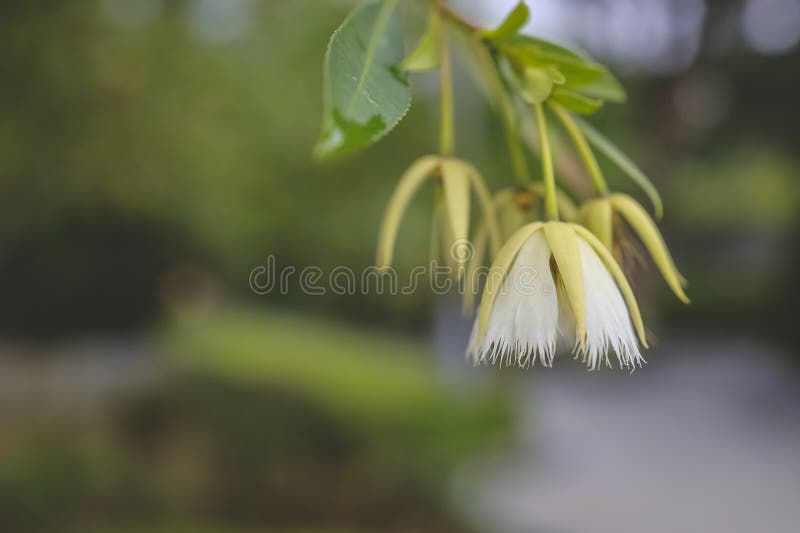 Exploring the Diversity and Benefits of Elaeocarpus Stock Photo - Image ...