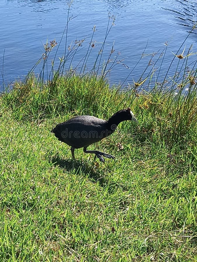 Exploring Duck stock photo. Image of wildlife, bird - 217301852