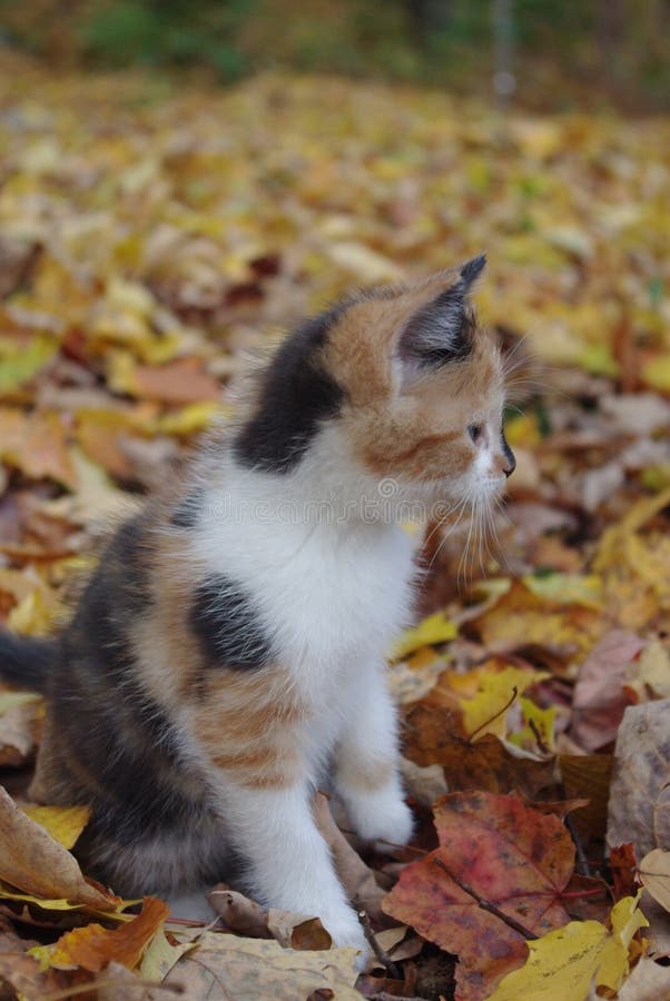 Exploring in the Fall stock photo. Image of kitten, leaves - 61302444